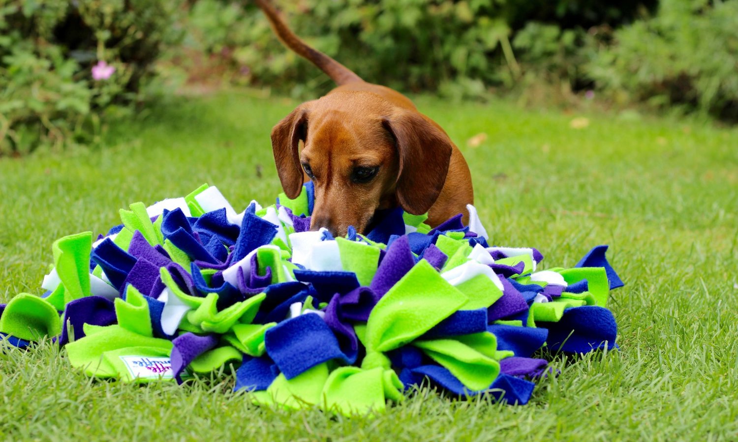 Canine Enrichment Workshop Sit Happens